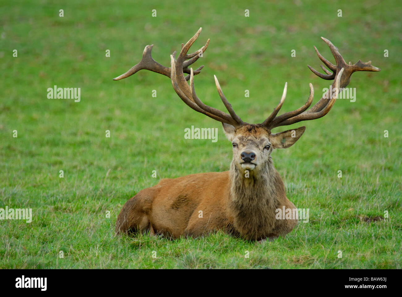 Woburn deer red hi-res stock photography and images - Alamy