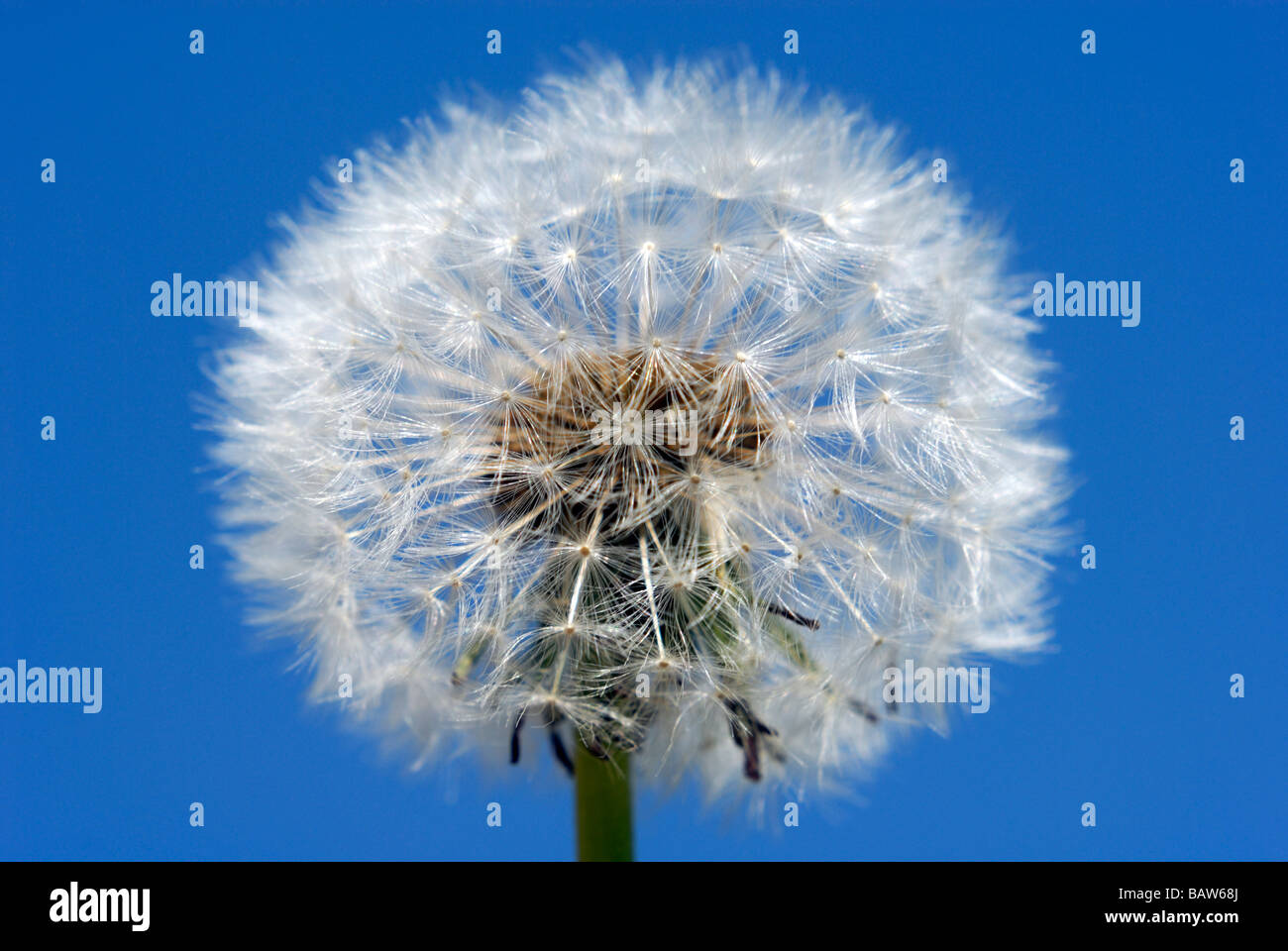 Dandelion head flowers Stock Photo - Alamy