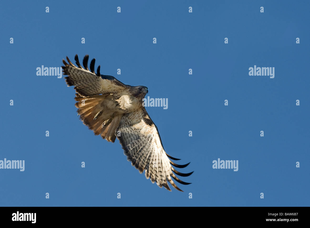 Flying hawk native american hi-res stock photography and images - Alamy