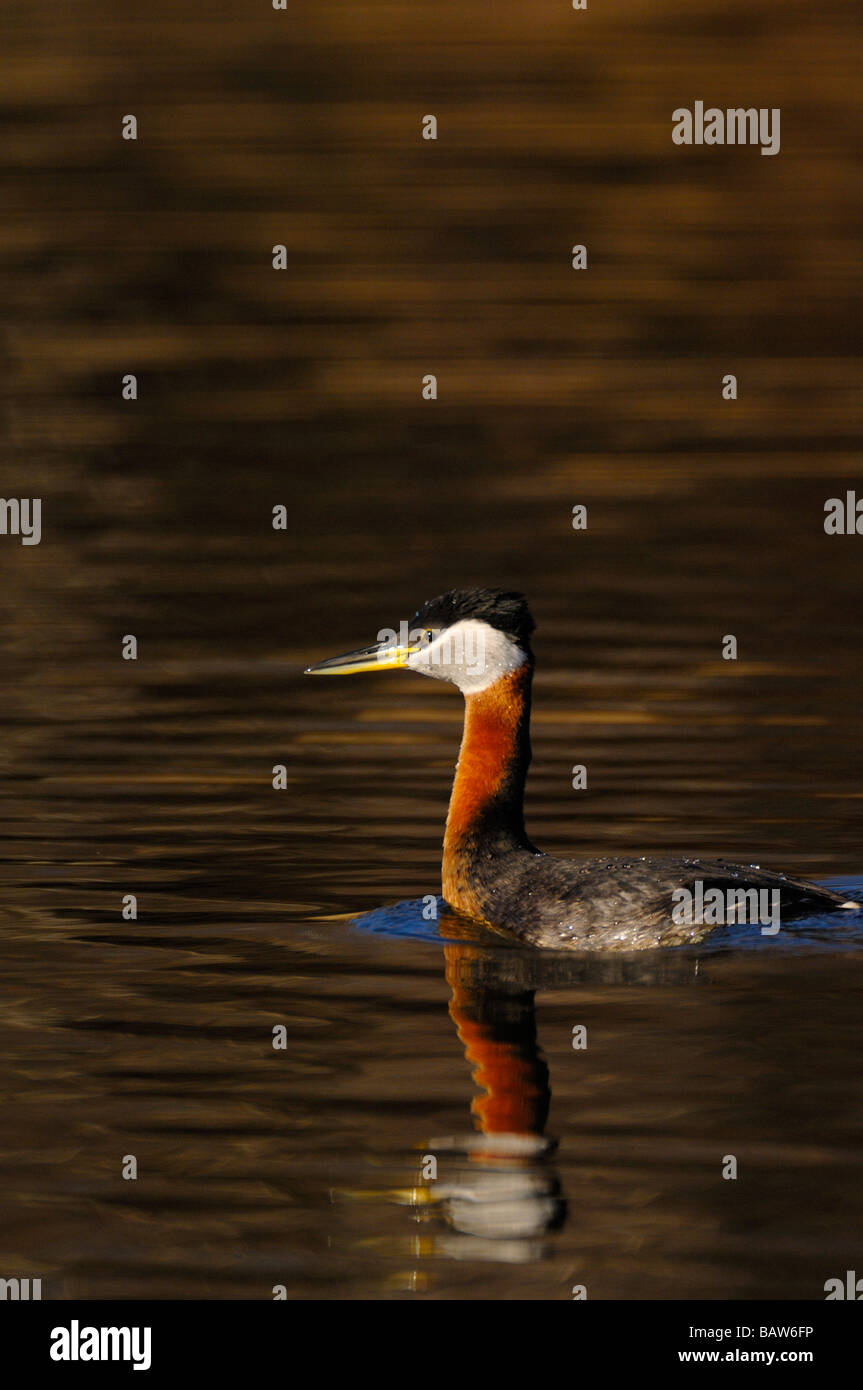 Red-necked Grebe 09356 Stock Photo - Alamy