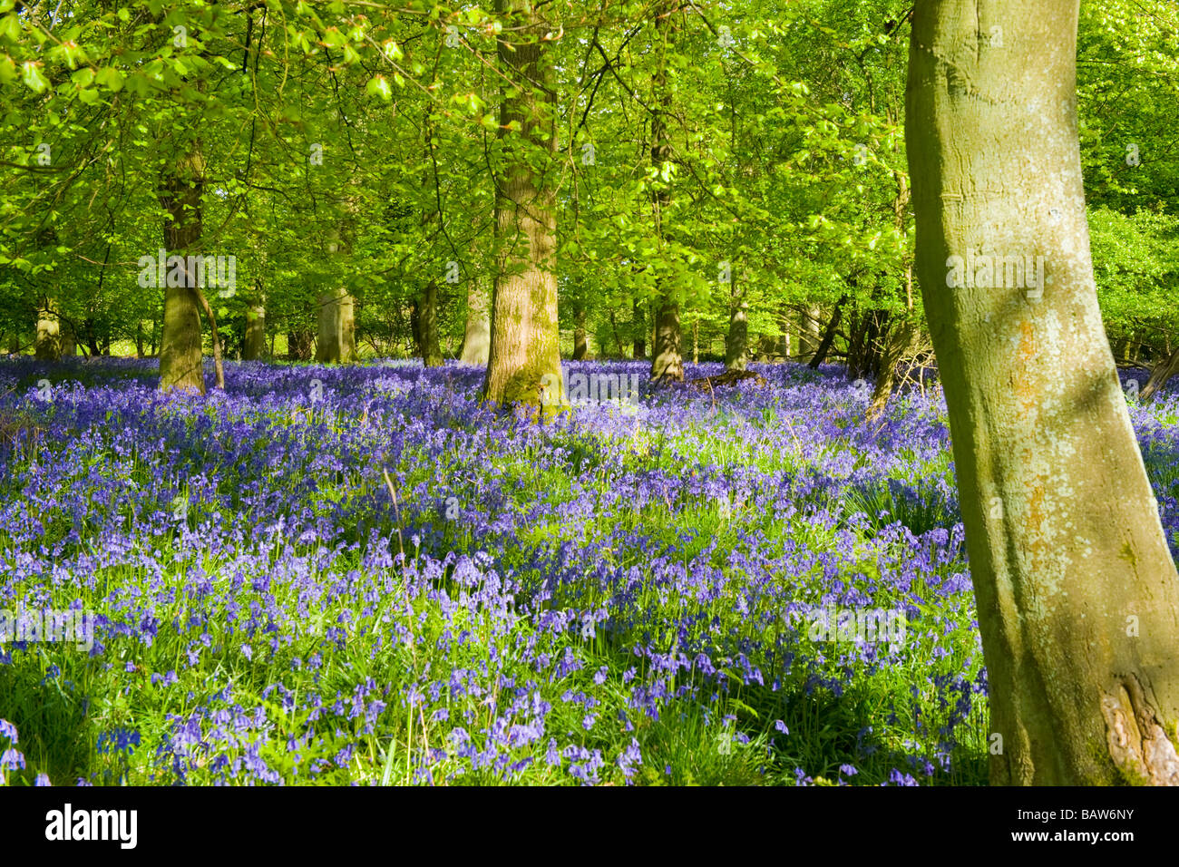 Turville Heath , magnificent display of beautiful wild bluebells in the ...