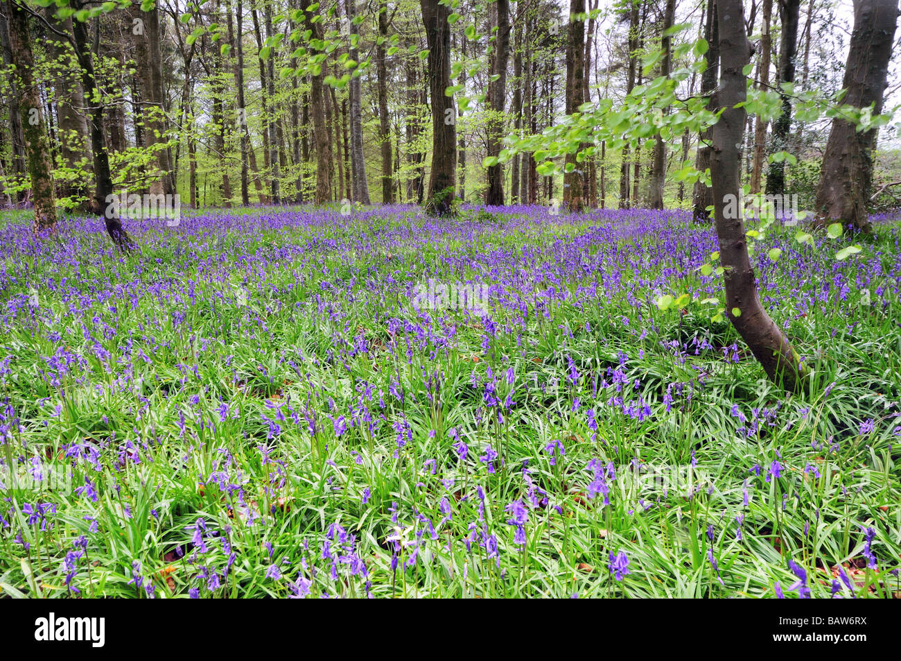A carpet of bluebells in Garvagh Forest, County Londonderry, Northern ...