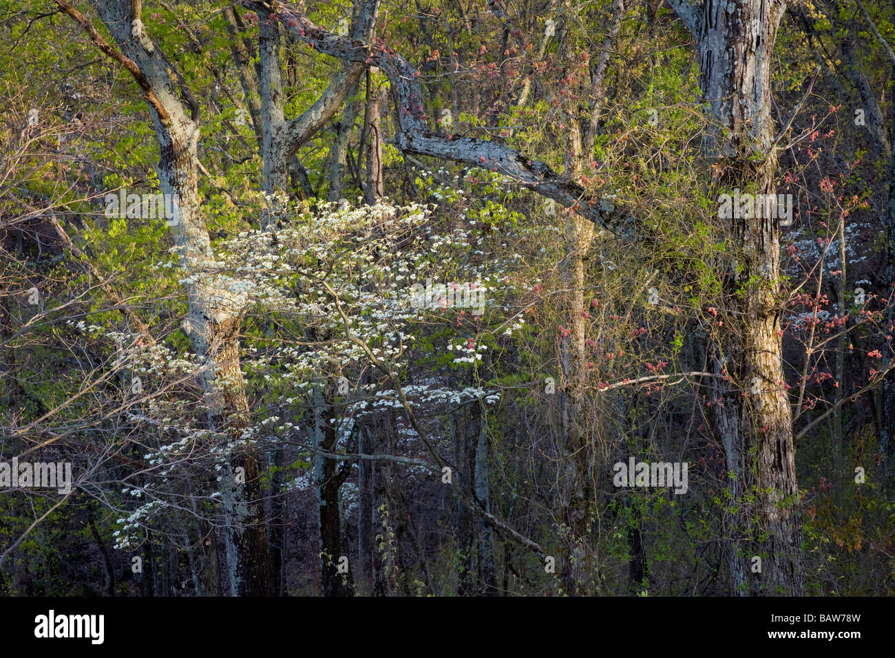 Trail of tears hi-res stock photography and images - Alamy