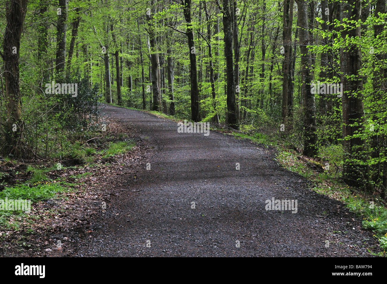 A forst path in Garvagh Forest, County Londonderry, Northern Ireland ...