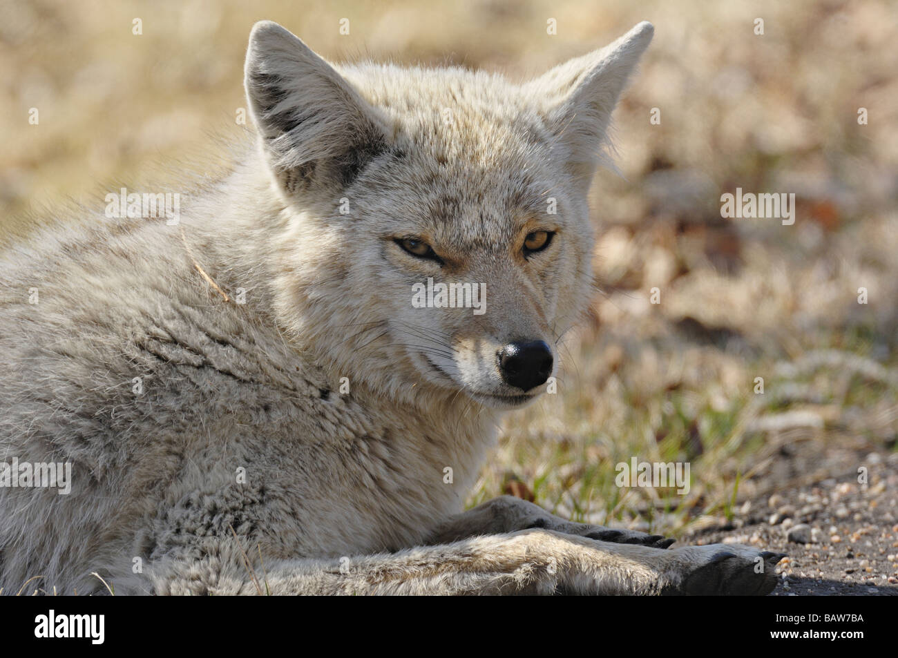 Coyote eye close up hi-res stock photography and images - Alamy