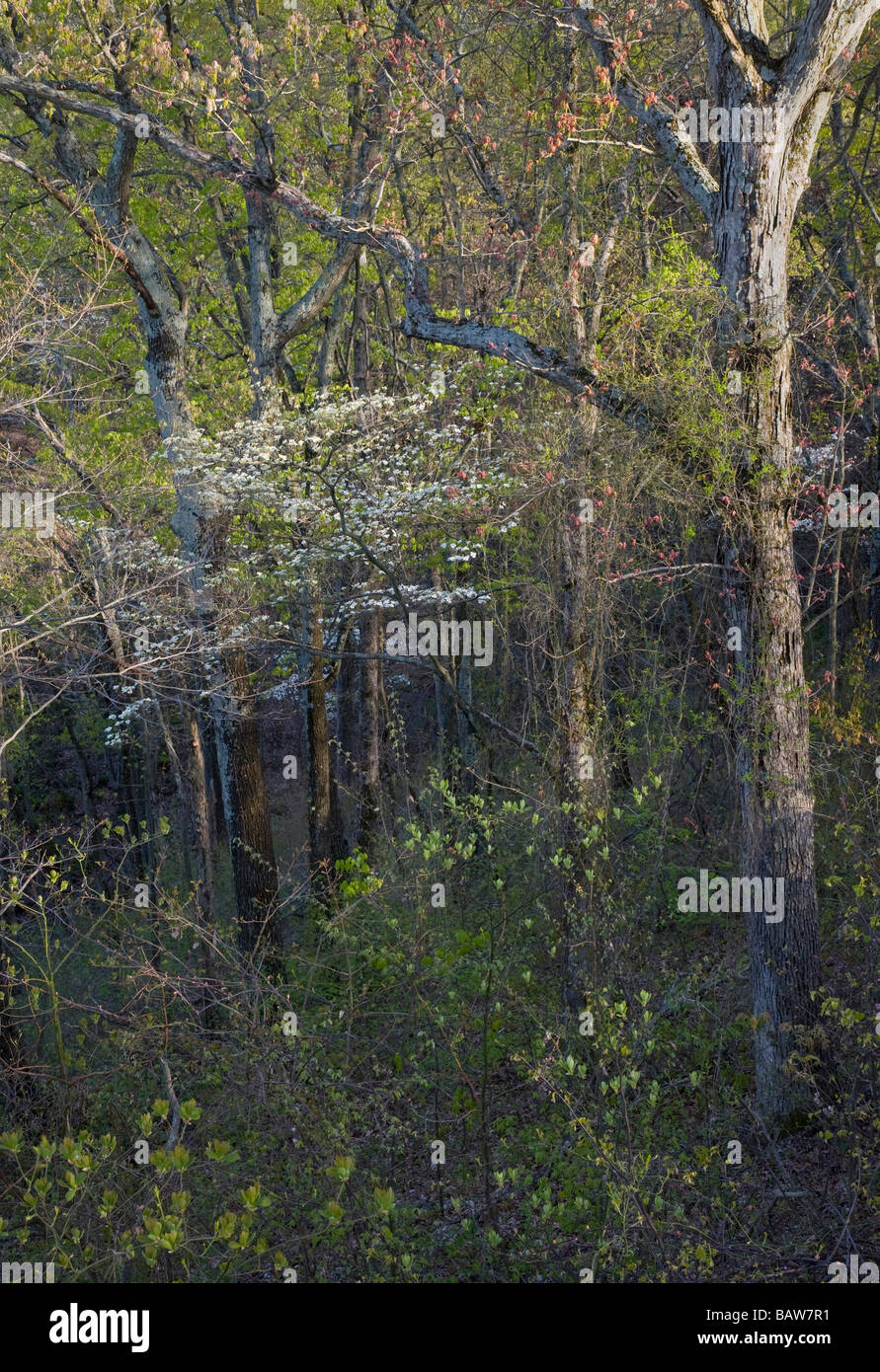 spring trees, Trail of Tears State Park, Missouri Stock Photo - Alamy