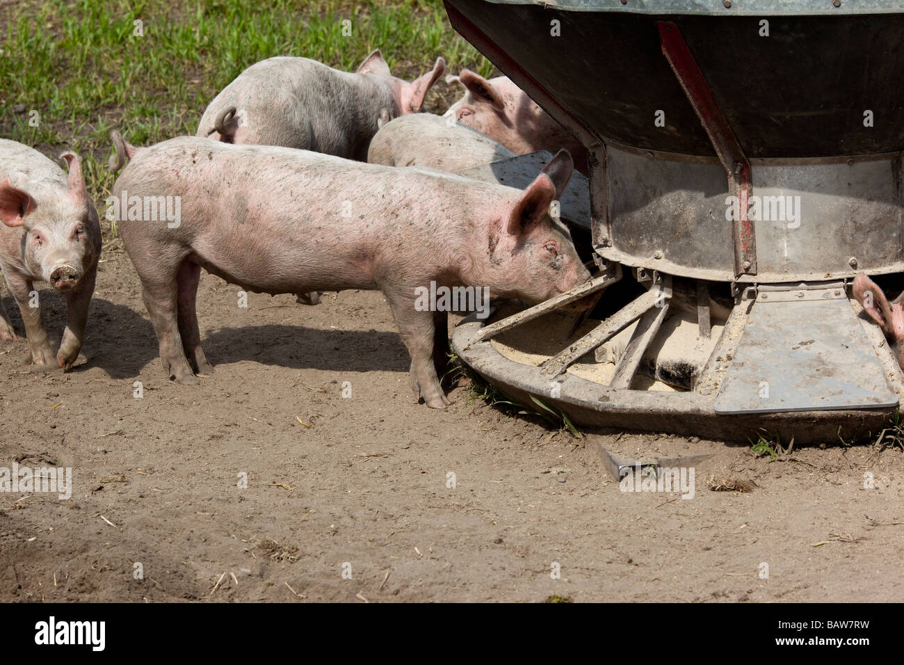 Piglets pigs feeding from a feeder on an organic pig farm near Witzwil ...