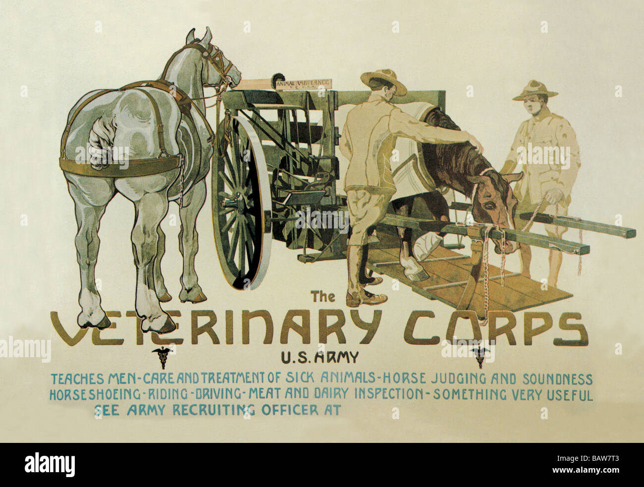 The Veterinary Corps. U.S. Army Stock Photo - Alamy