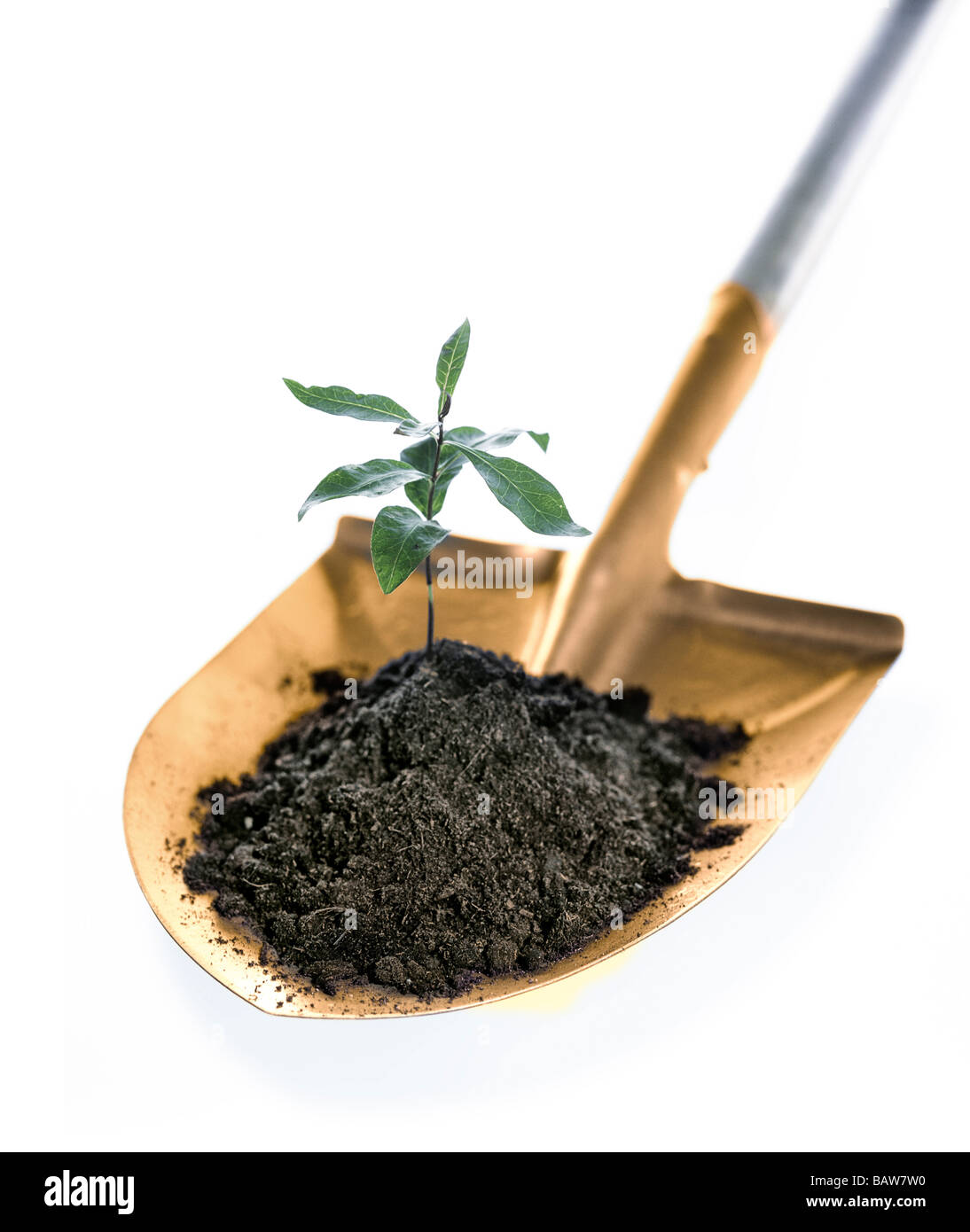 Golden spade with soil and a fresh plant Stock Photo - Alamy