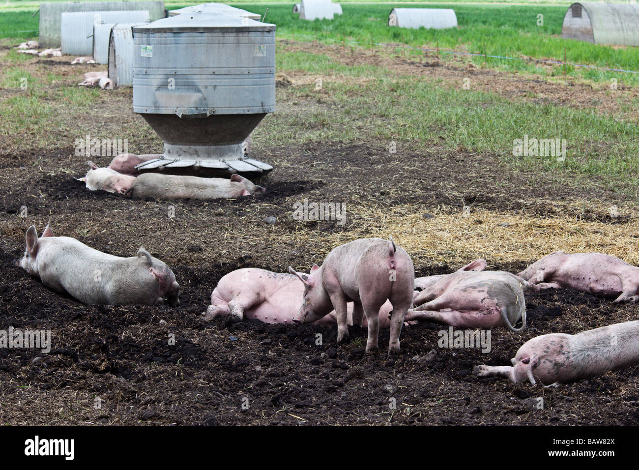 Pigs laying in mud hi-res stock photography and images - Alamy