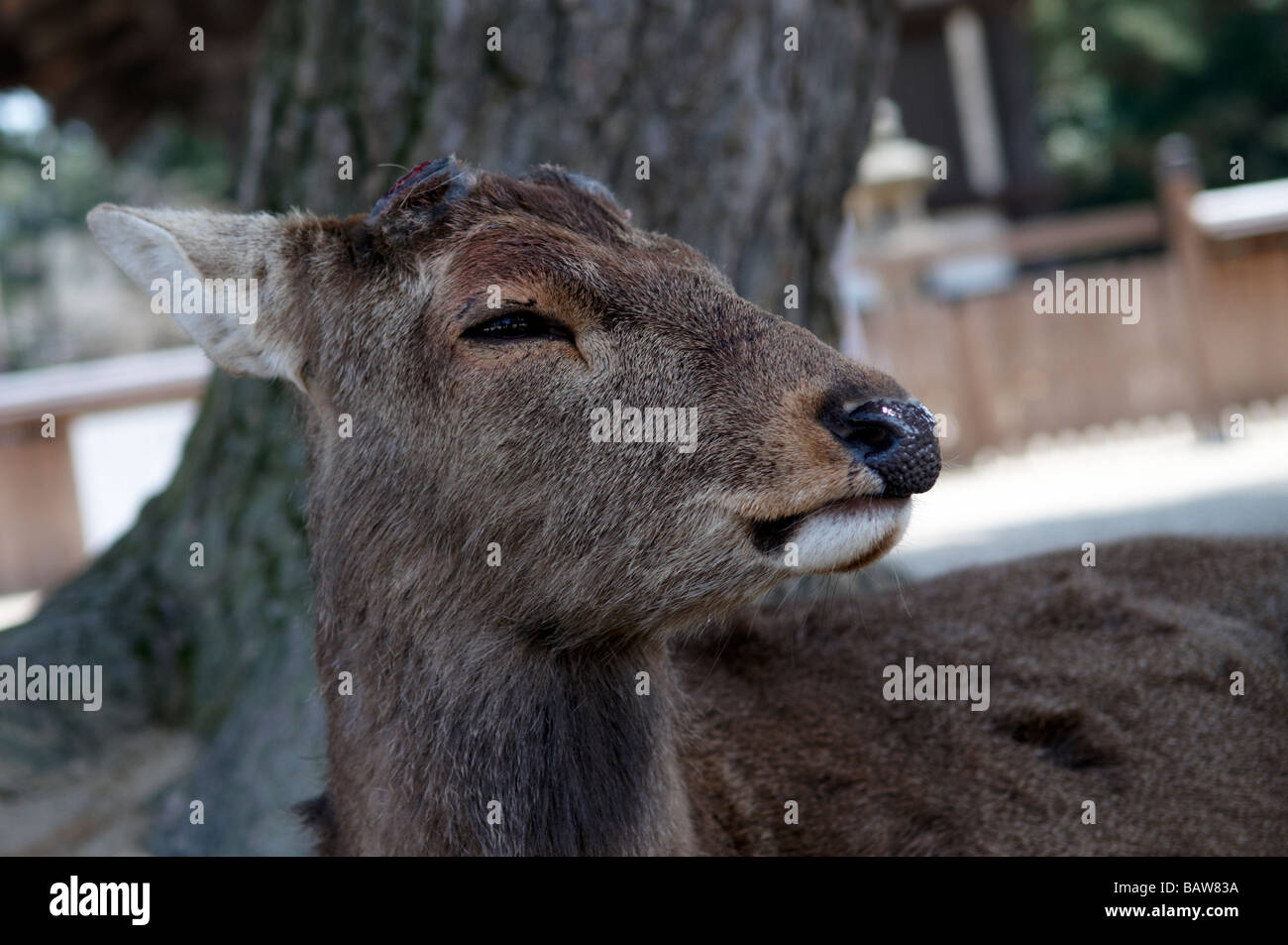 Nara koen park hi-res stock photography and images - Alamy