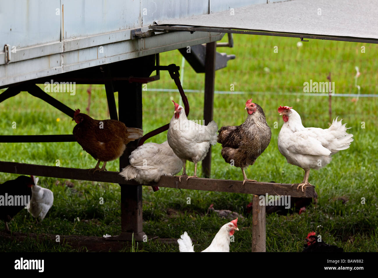 Open chickens hi-res stock photography and images - Alamy