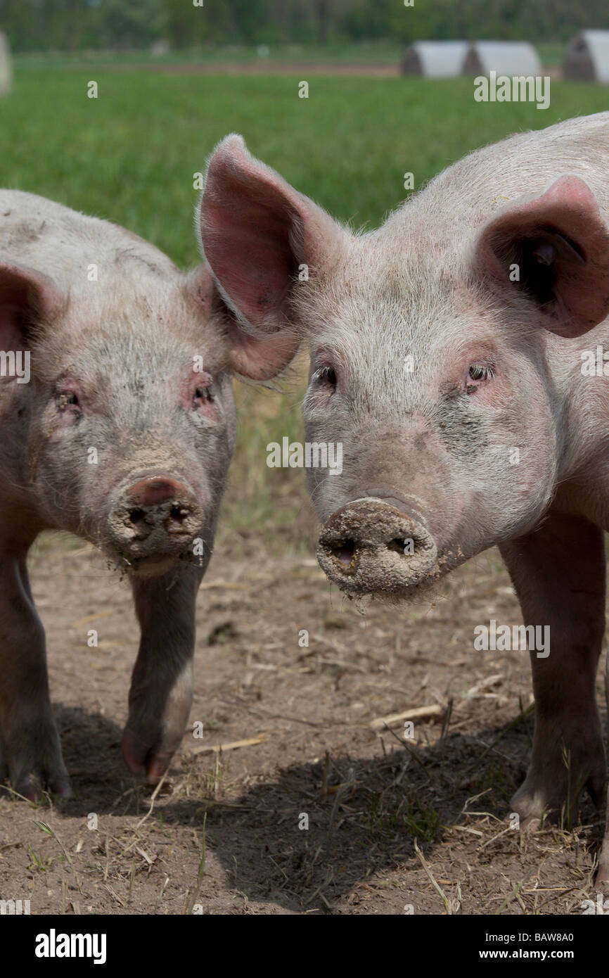 Pigs piglets looking into camera Stock Photo - Alamy