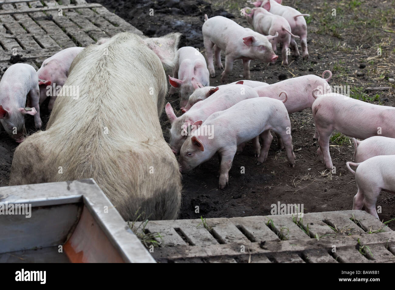 Piglets feeding from a sow at an organic pig farm in Switzerland. pigs ...