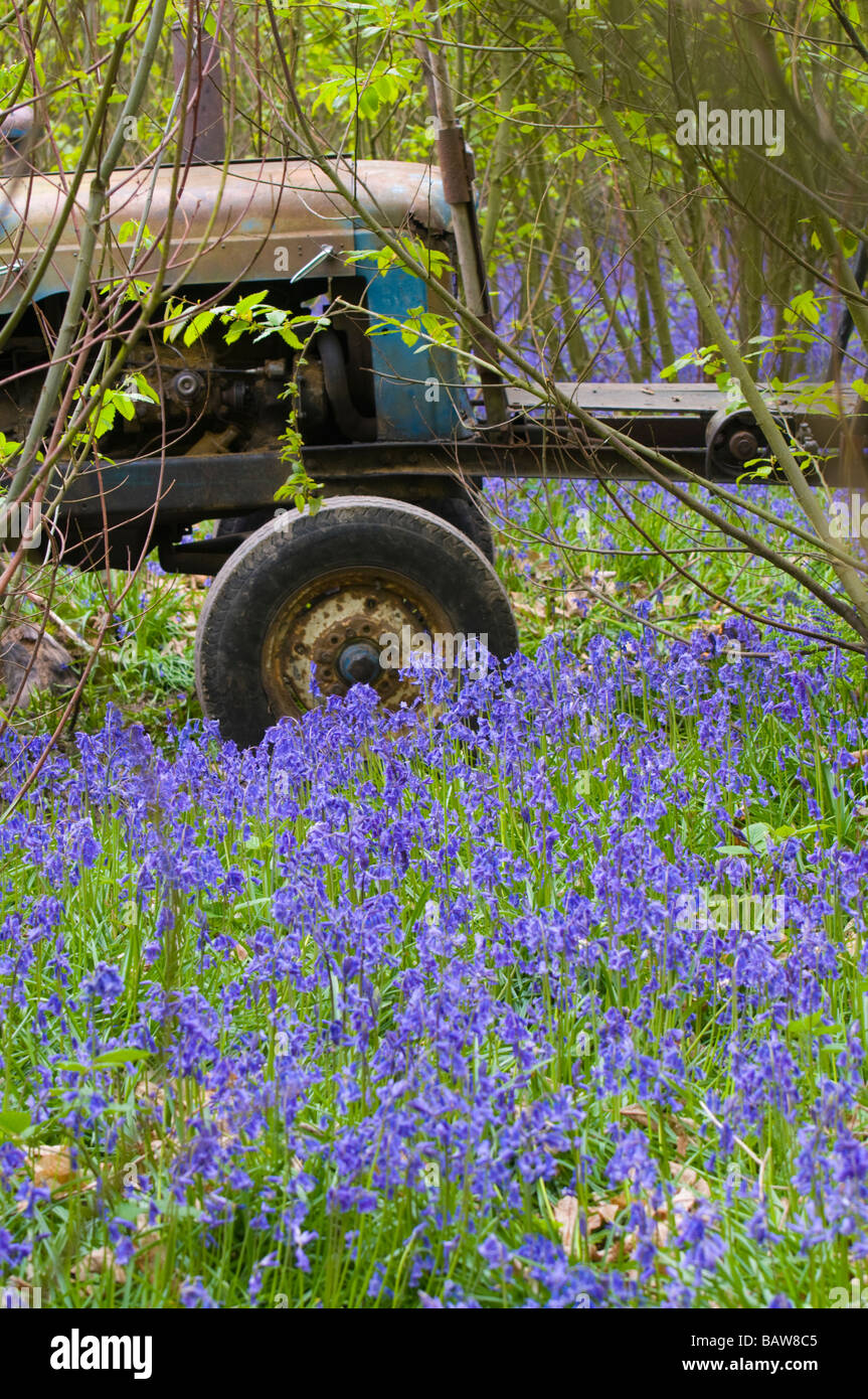 Old tractor parked in hazel coppice with bluebells. Kent, England, Last ...