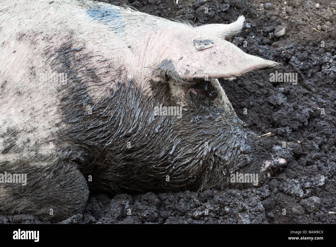 Pig covered in mud sleeping in an organic pig sty pig looks ill ...