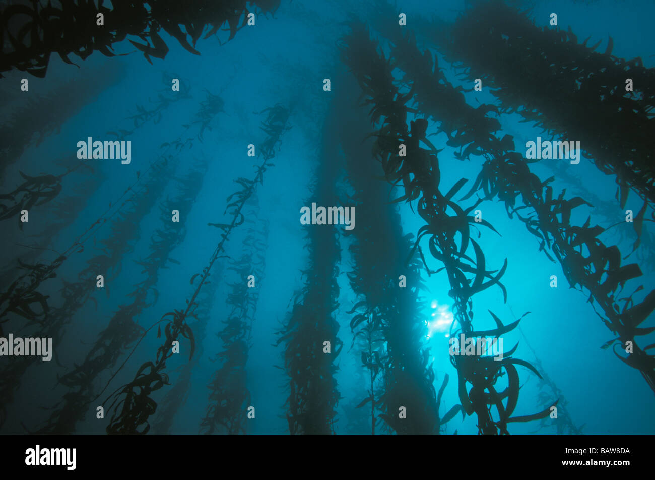 Nutrient rich sea floor hi-res stock photography and images - Alamy