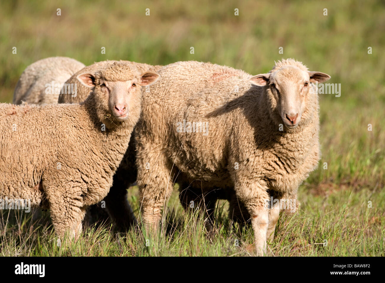 Sheep in the Sierra Foothills, California Stock Photo - Alamy
