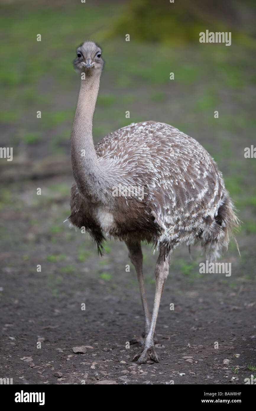 Lesser rhea hi-res stock photography and images - Alamy