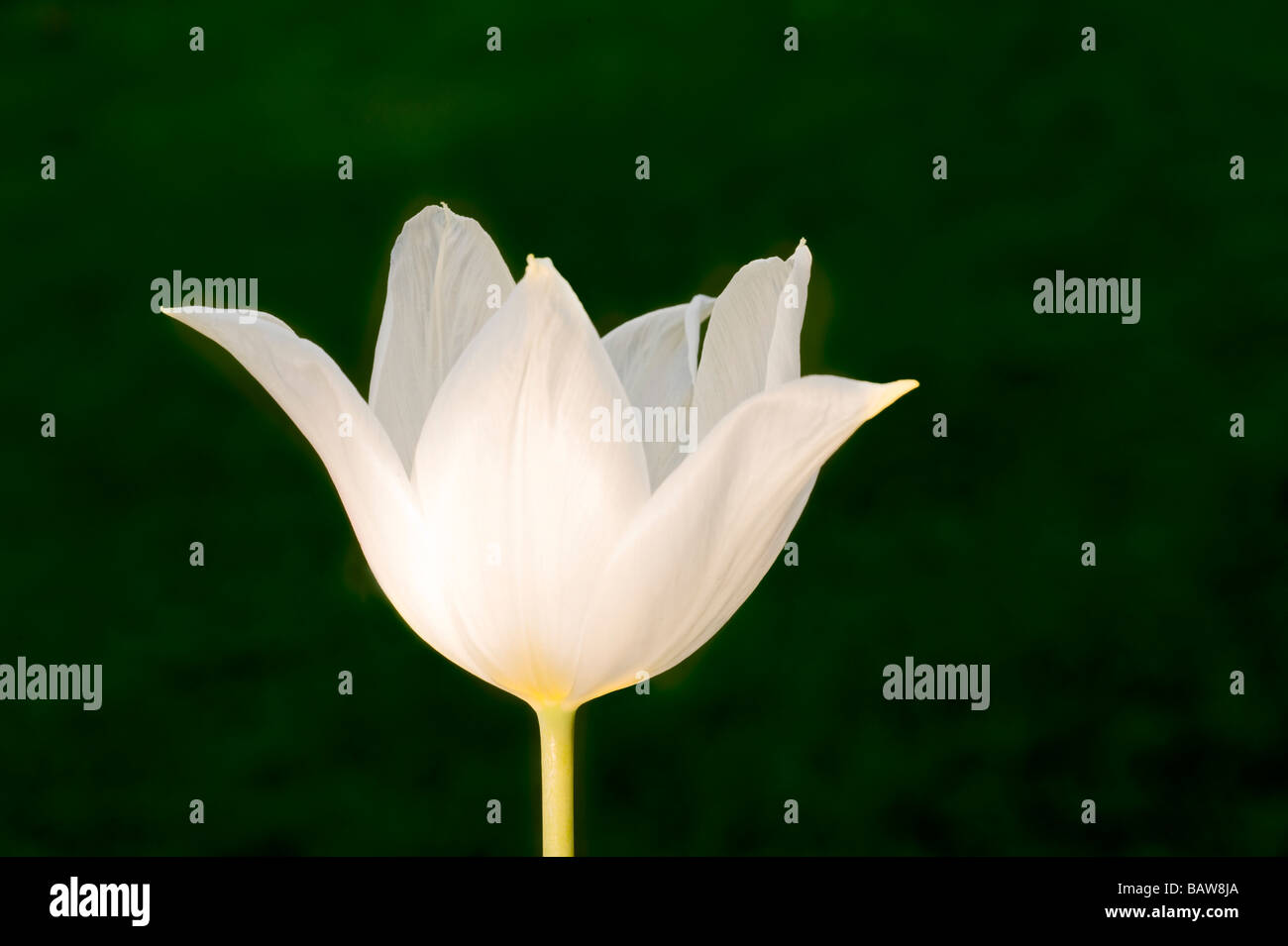 Simple tulip hi-res stock photography and images - Alamy