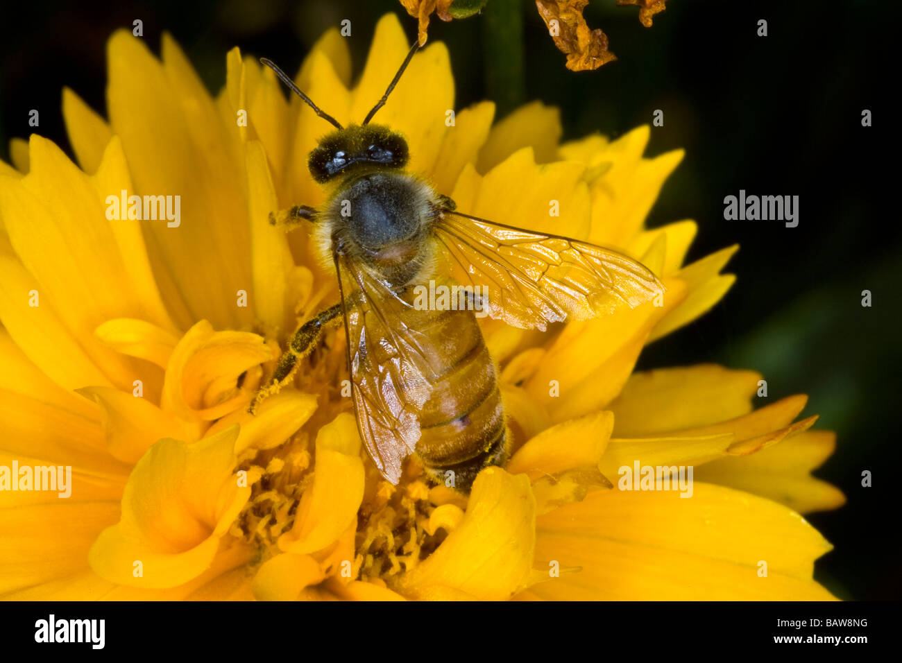 Bee Helping Pollinate A Flower Stock Photo Alamy