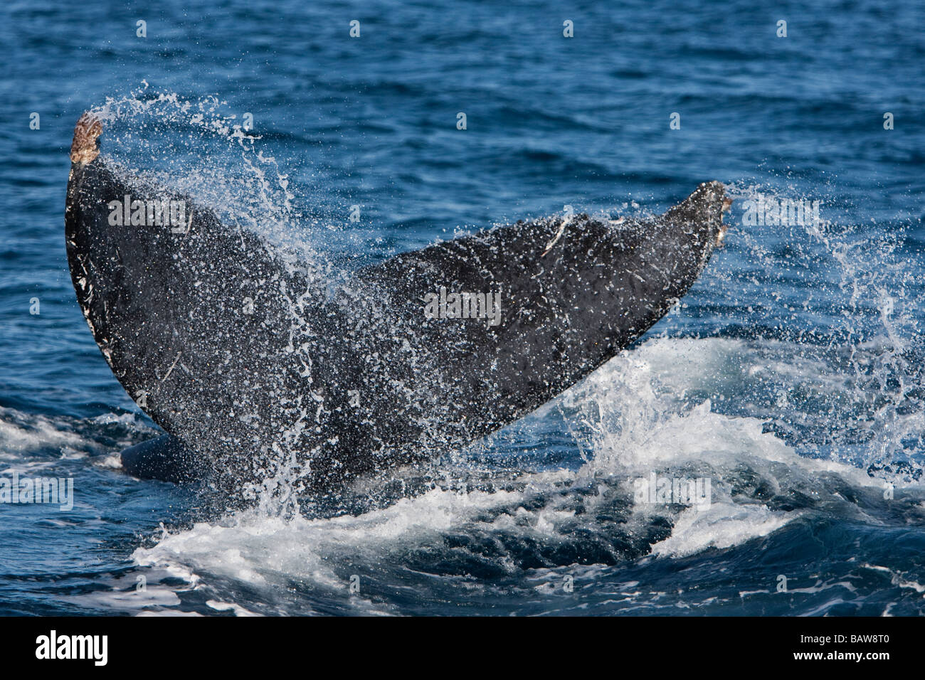 Buckelwal megaptera novaeangliae hi-res stock photography and images ...