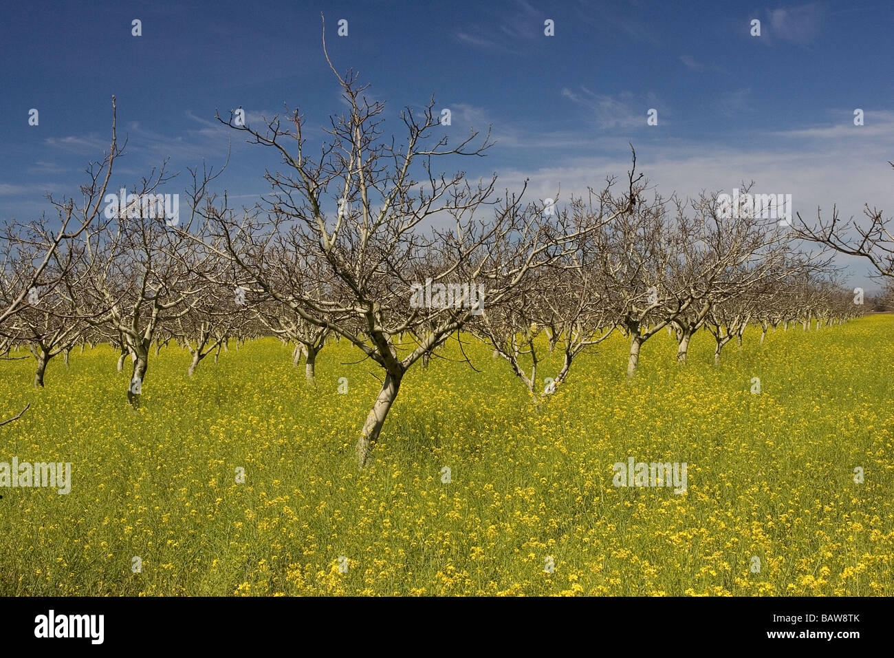 Mustard tree hi-res stock photography and images - Alamy