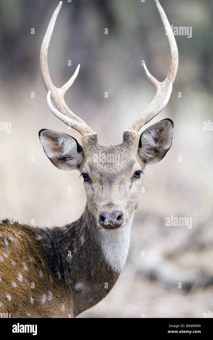 A male Chital, or Spotted deer, with antlers Stock Photo: 23912709 - Alamy