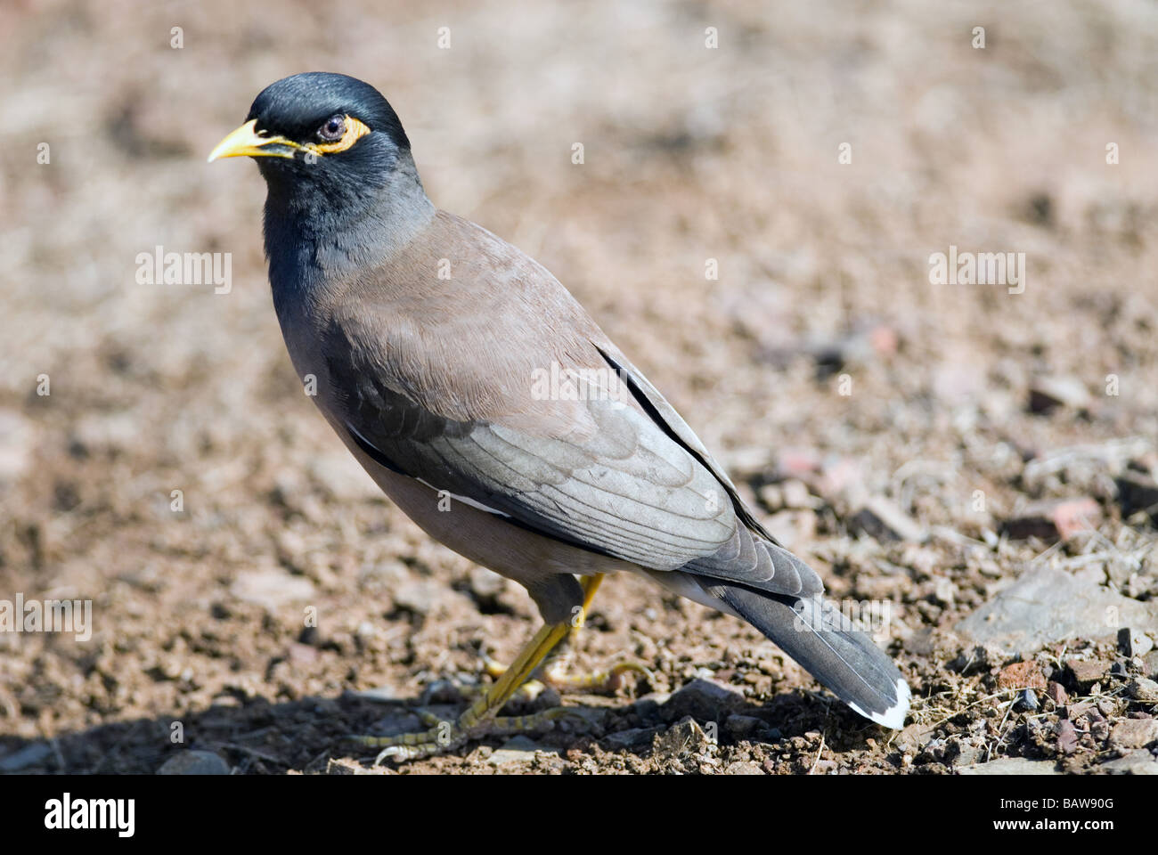 Common myna bird Stock Photo - Alamy