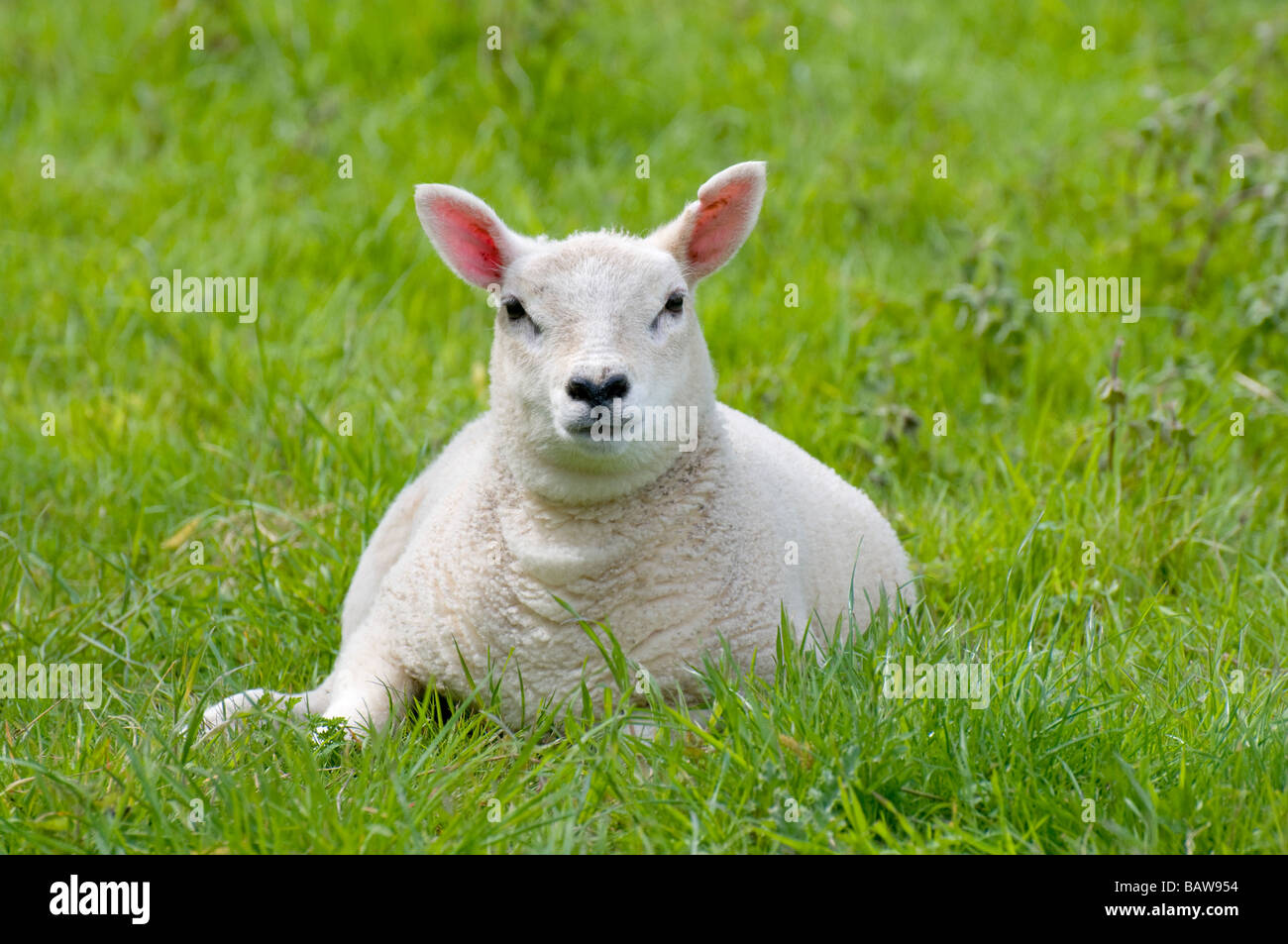 Sheep lamb kent england hi-res stock photography and images - Alamy