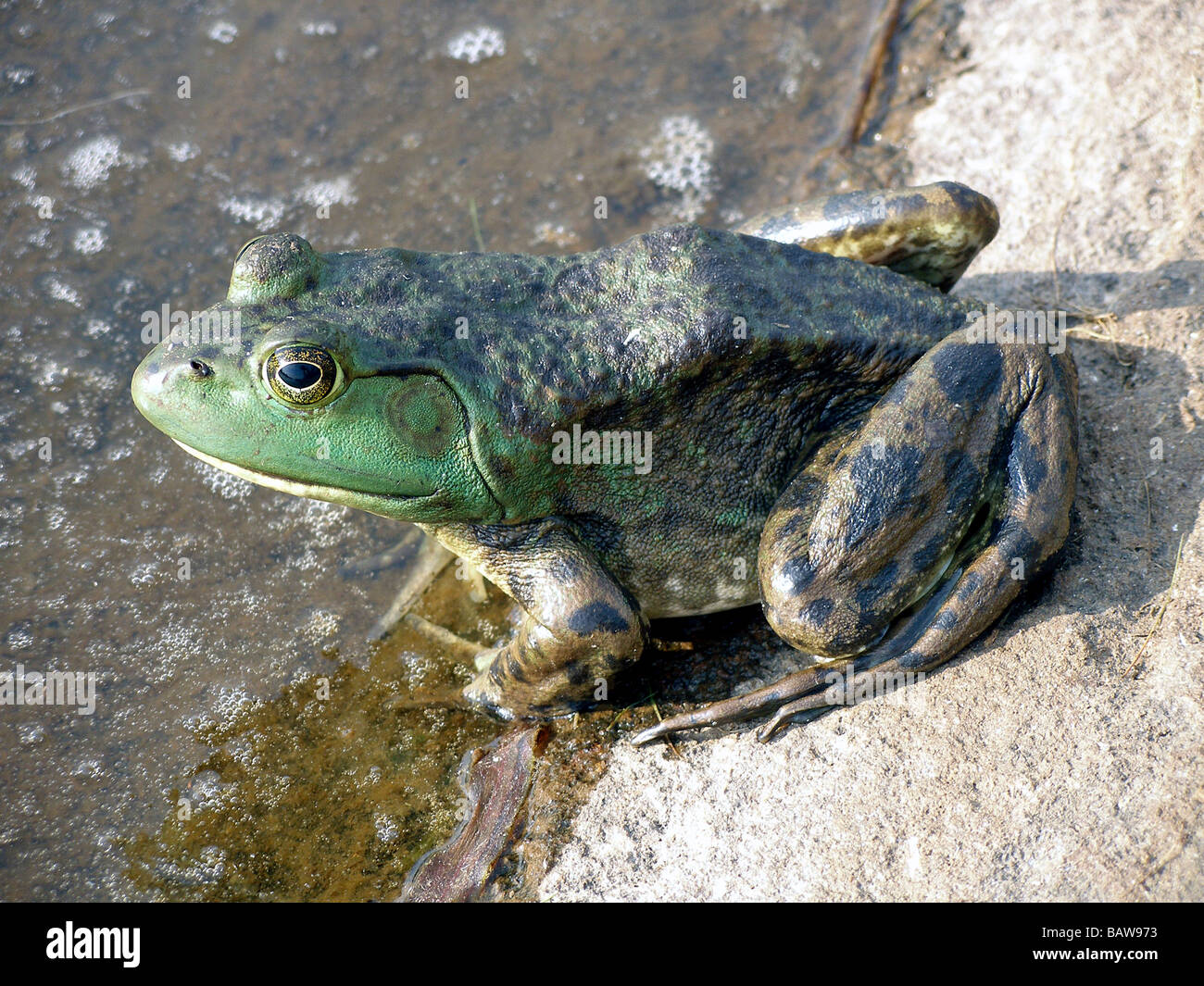 Bullfrog bull frog hi-res stock photography and images - Alamy
