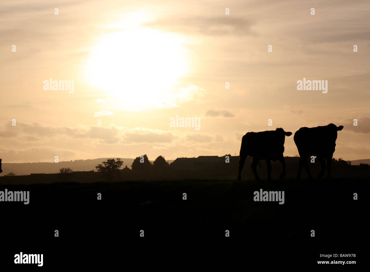 Cows in a field at sunset Stock Photo - Alamy