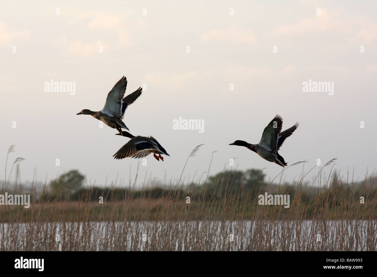 Ducks In Flight Stock Photo - Alamy
