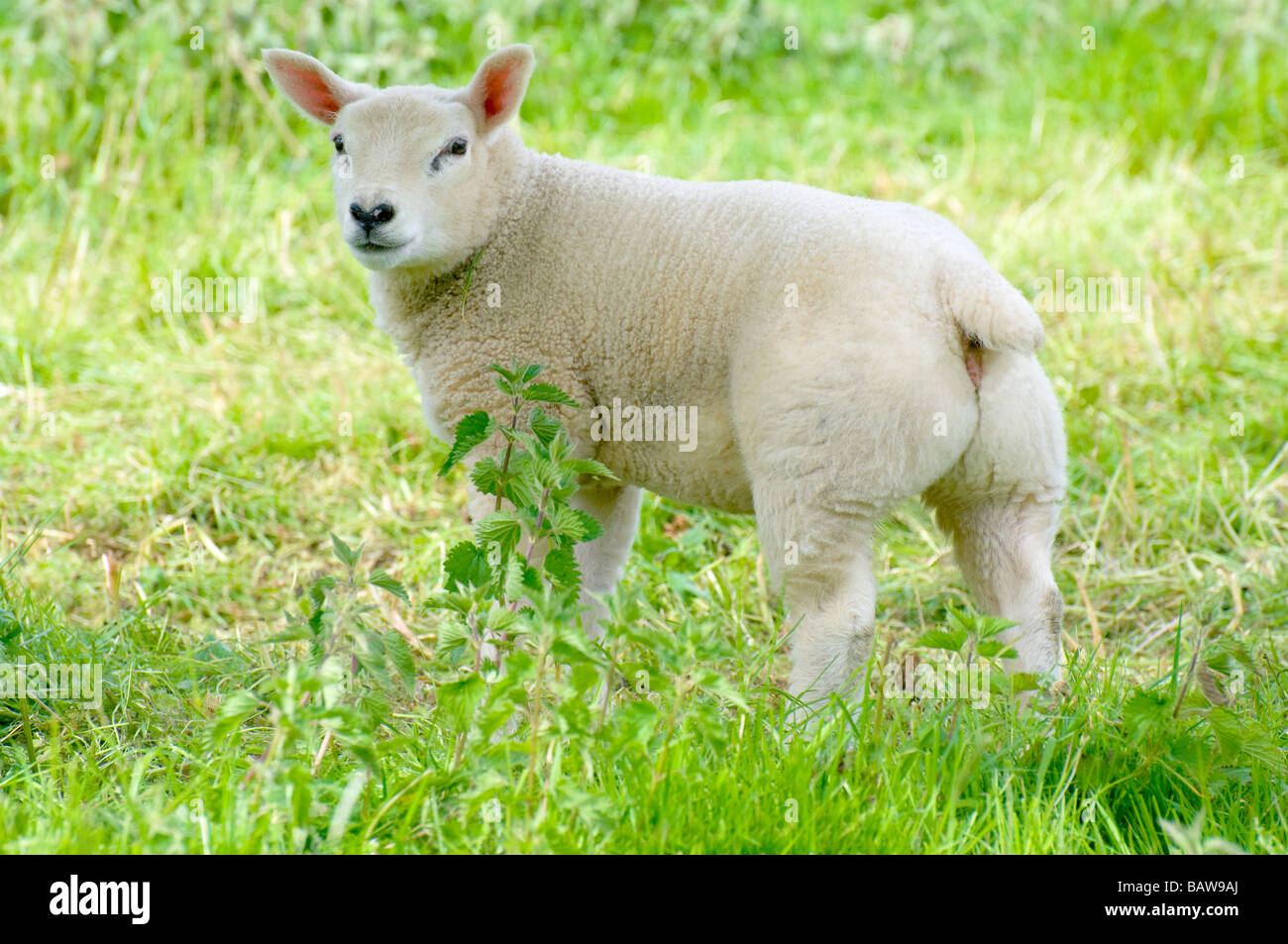 Sheep Lamb Kent England High Resolution Stock Photography and Images ...