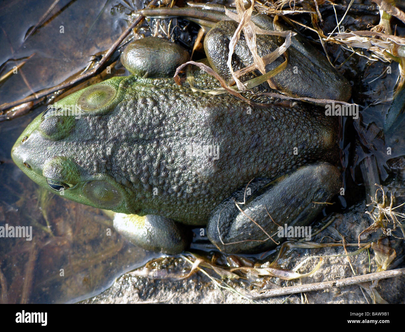 Male bullfrog hi-res stock photography and images - Alamy