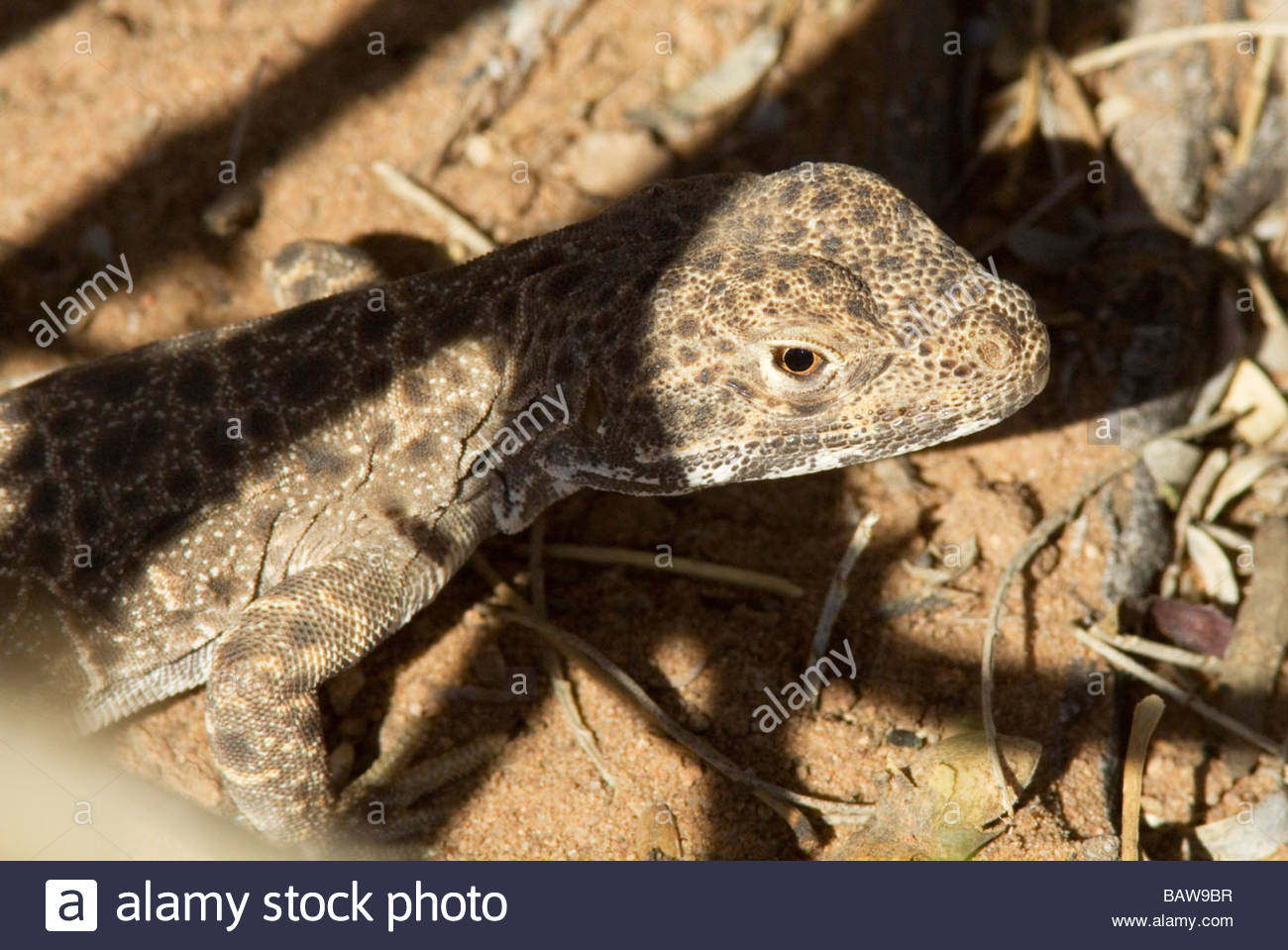 Long Nosed Leopard Lizard High Resolution Stock Photography and Images ...