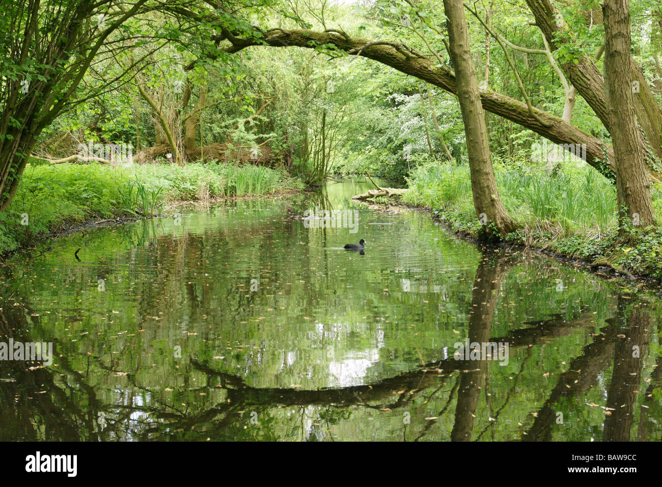 Green pond stream water marsh surface under tree canopy with one coot ...