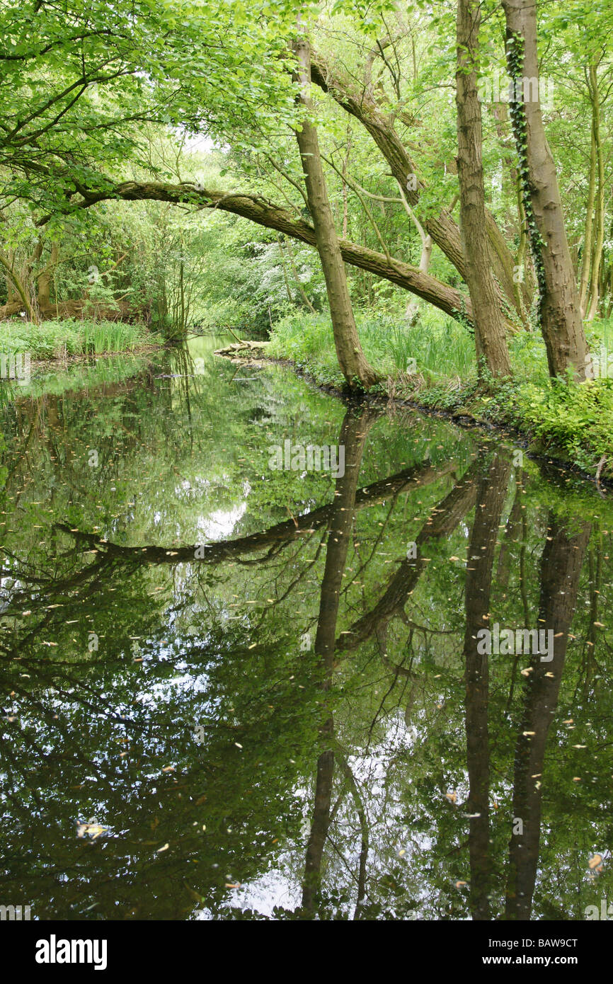 Green pond stream water marsh surface under tree canopy with one coot ...