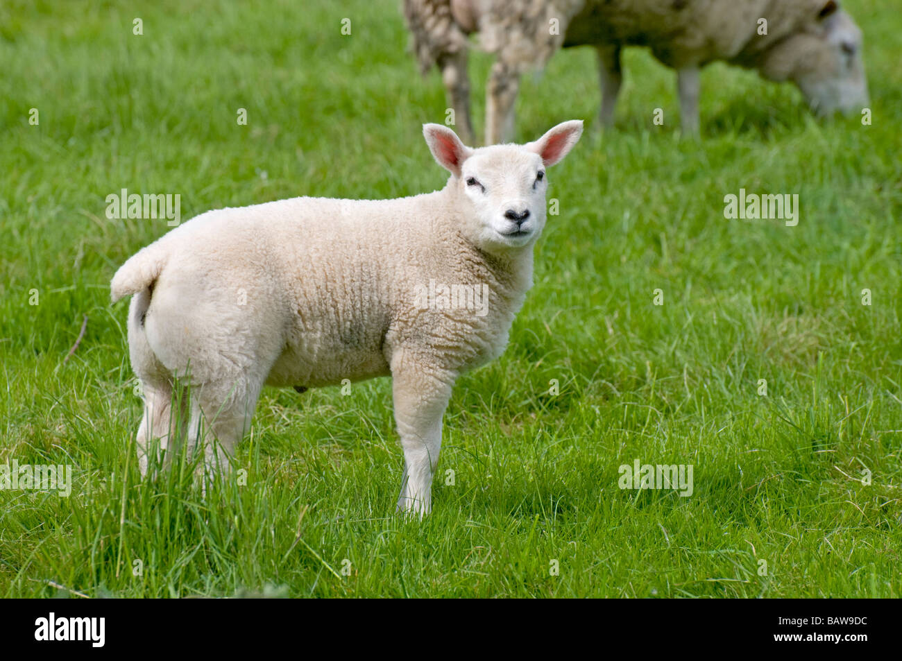 Sheep Lamb Kent England High Resolution Stock Photography and Images ...