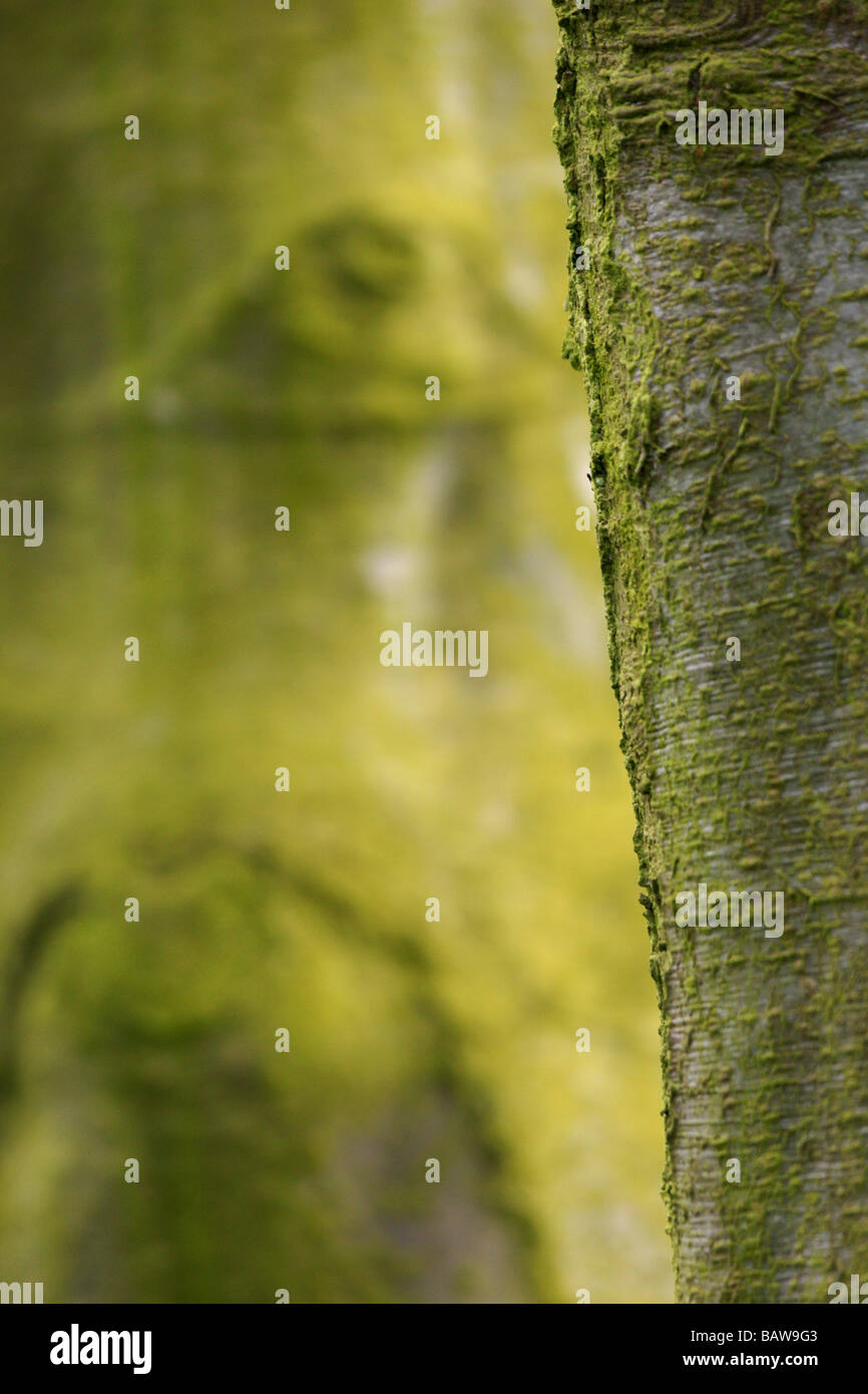 Tree eyes on green mossy bark of trunk Stock Photo - Alamy