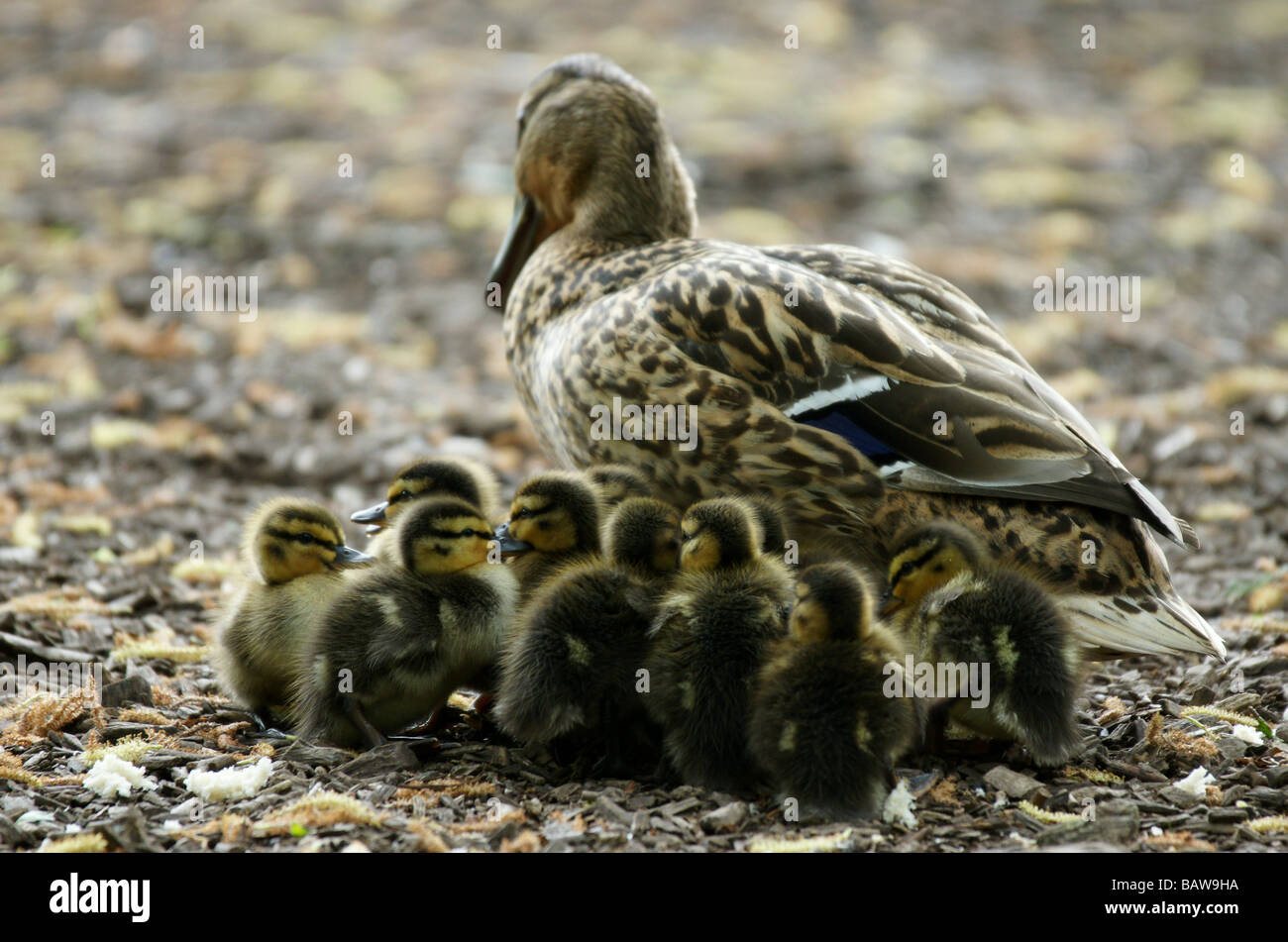 Ducklings walking hi-res stock photography and images - Alamy