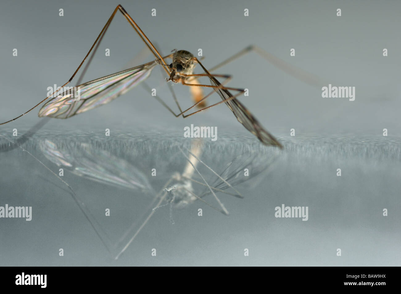 One mosquito insect dead dried corpse reflected on glass glossy surface ...
