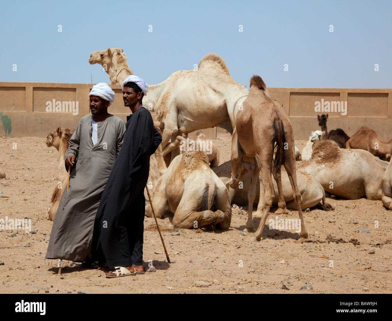 Camel leg legs hi-res stock photography and images - Alamy