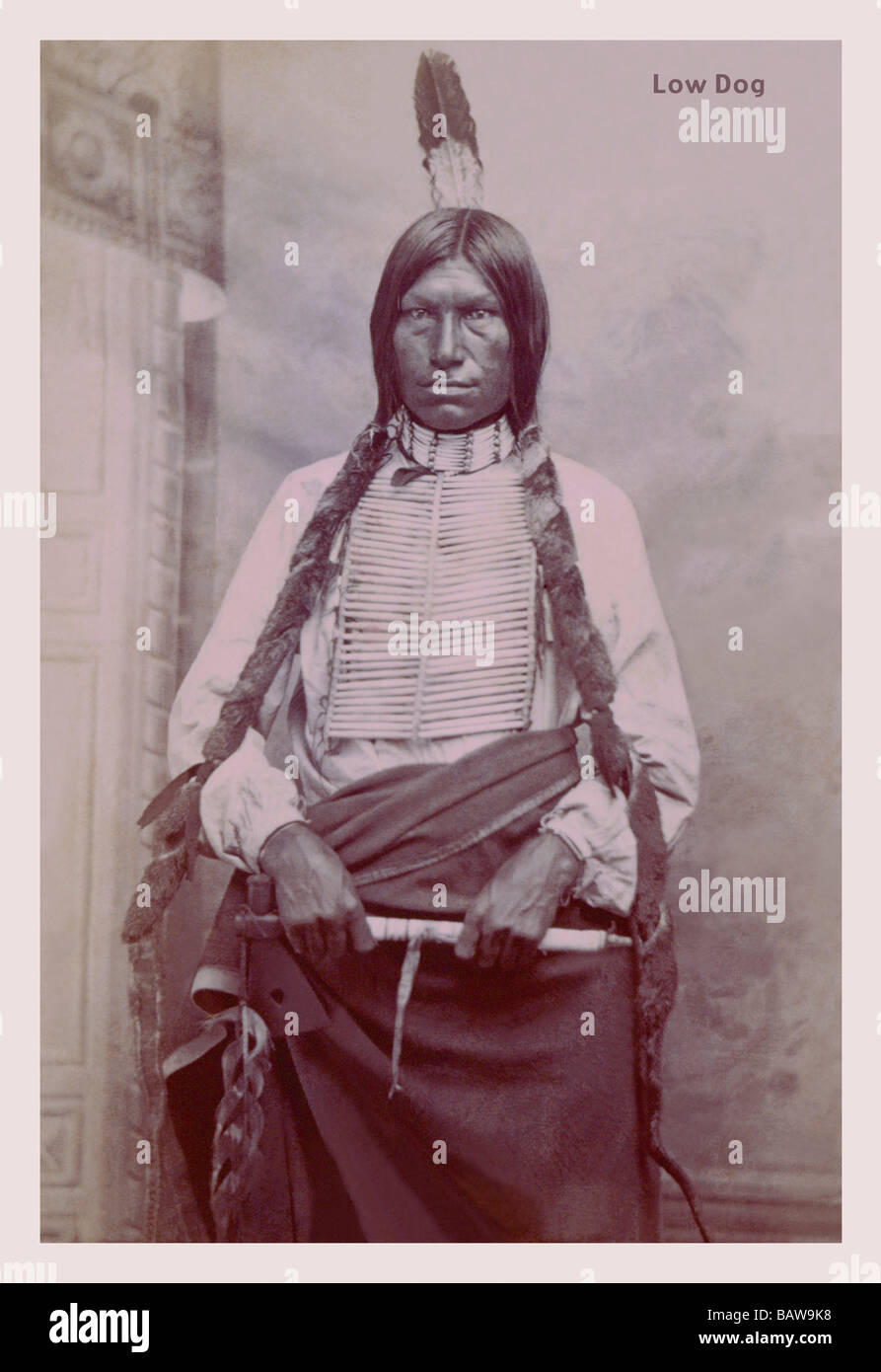 Low dog hi-res stock photography and images - Alamy