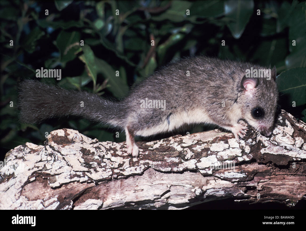 Mammals;Fat or Edible Dormouse;'Glis glis';Male on a fungus covered ...