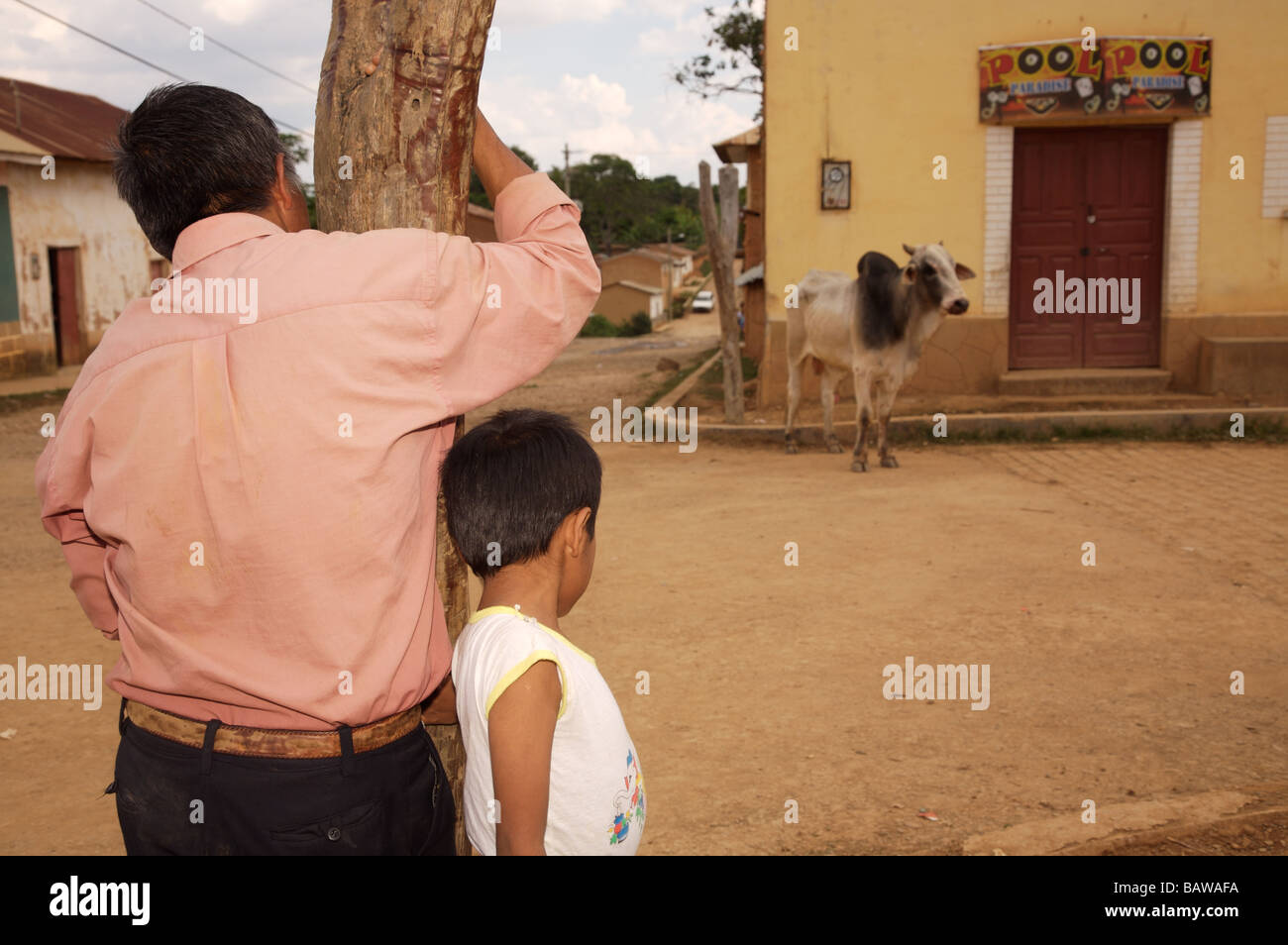 Father and son hide behind a tree while a bull is taunted into charging ...