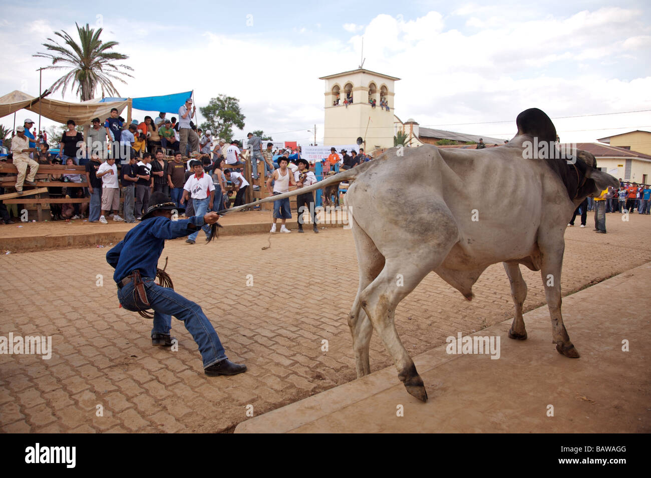 Man taunting a bull by pulling its tail at a festival in Apolo Bolivia ...
