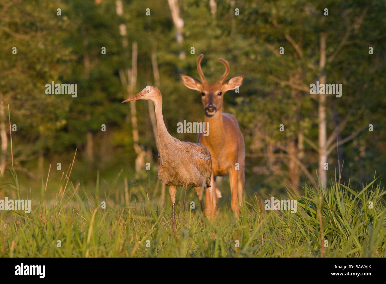 Adult juvenile long tailed hi-res stock photography and images - Alamy