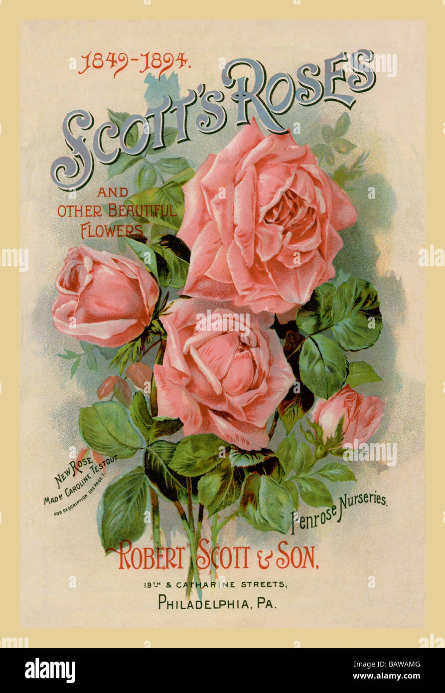 Scott's Roses and Other Beautiful Flowers Stock Photo - Alamy