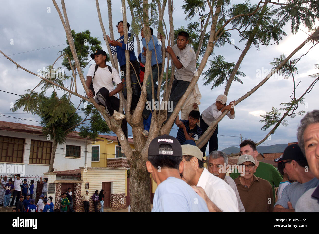 Bull with tree hi-res stock photography and images - Alamy